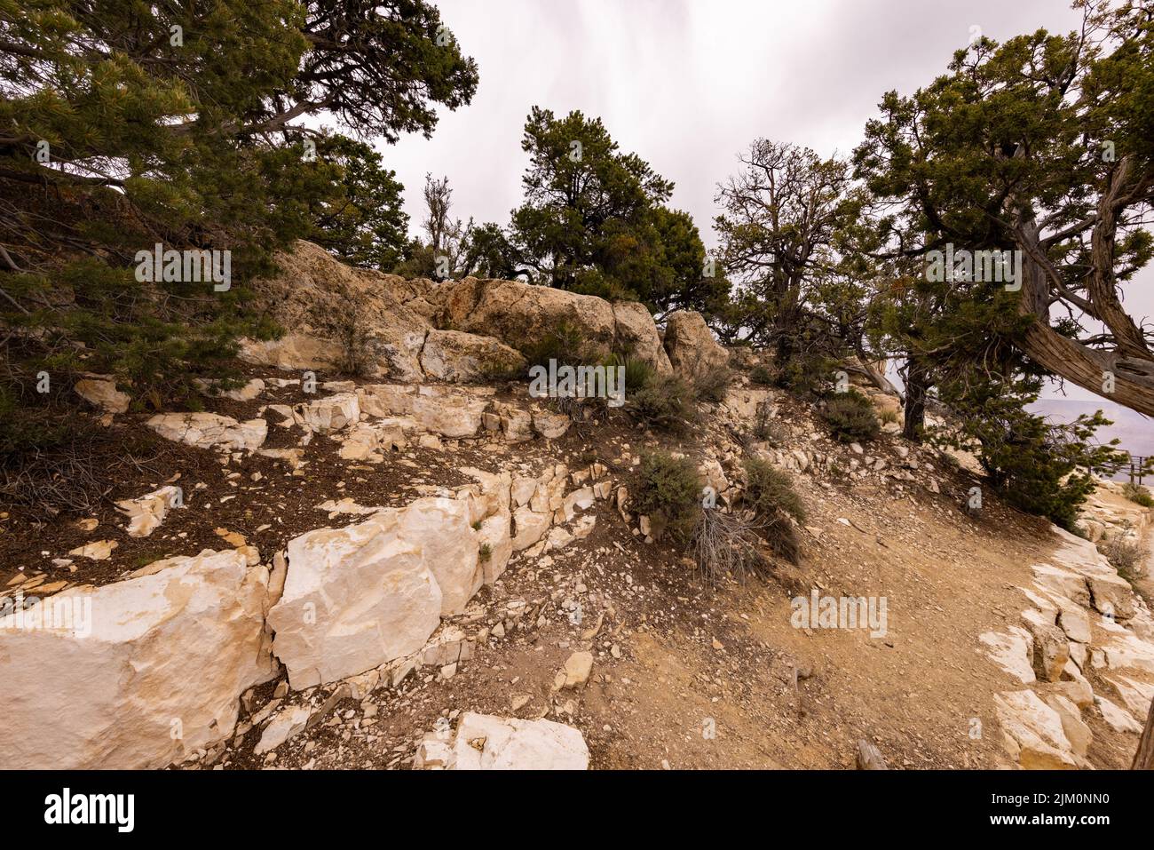 A rocky field with growing trees Stock Photo - Alamy