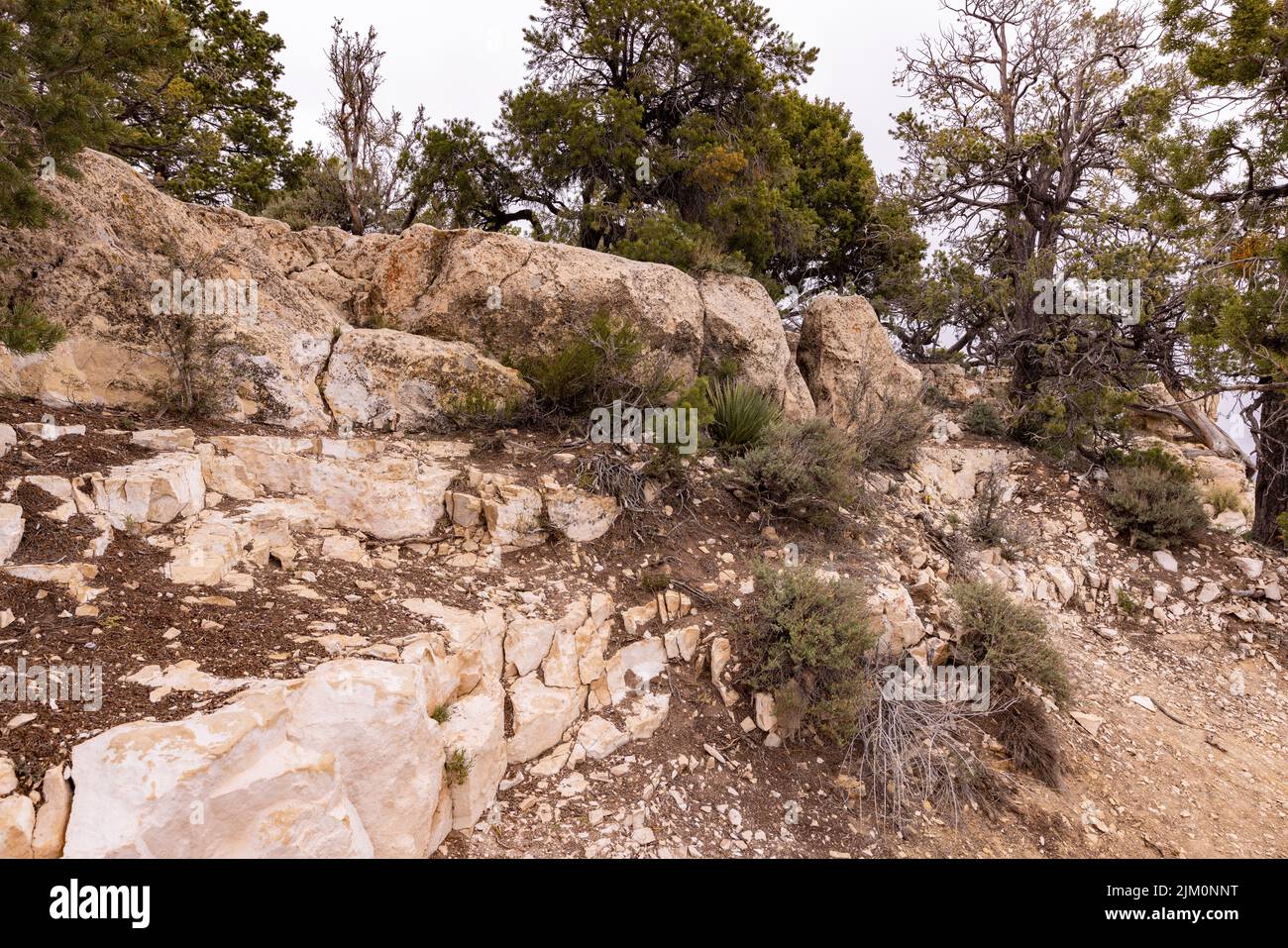 A rocky field with growing trees Stock Photo - Alamy