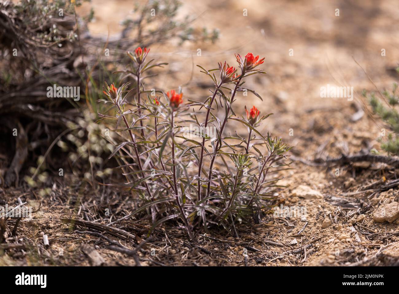 Small red flowers growing in a dry field Stock Photo - Alamy