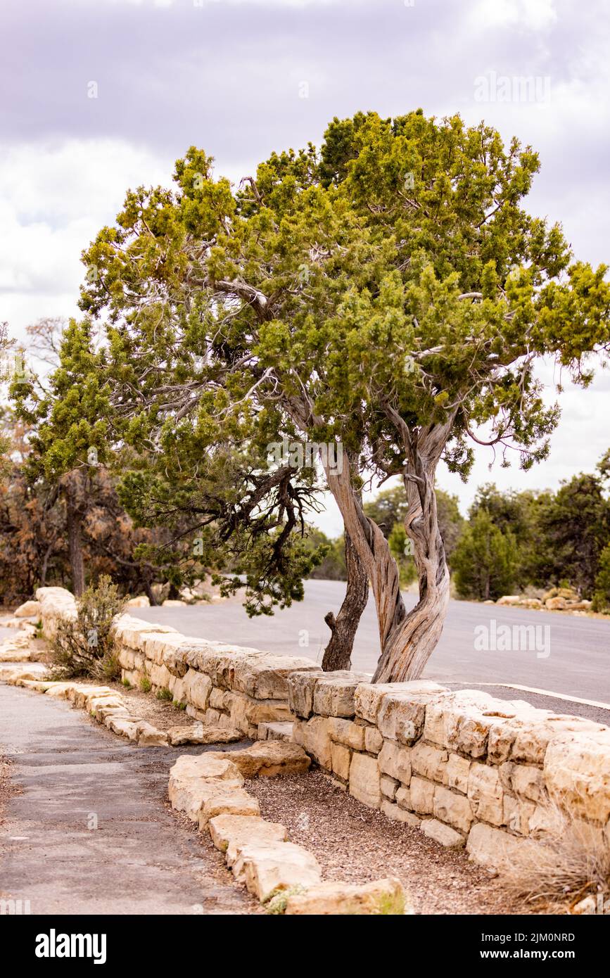 Growing coniferous juniper trees on a roadside Stock Photo - Alamy