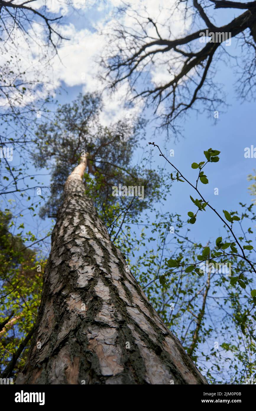 The view from below the trees reaching the sky Stock Photo - Alamy