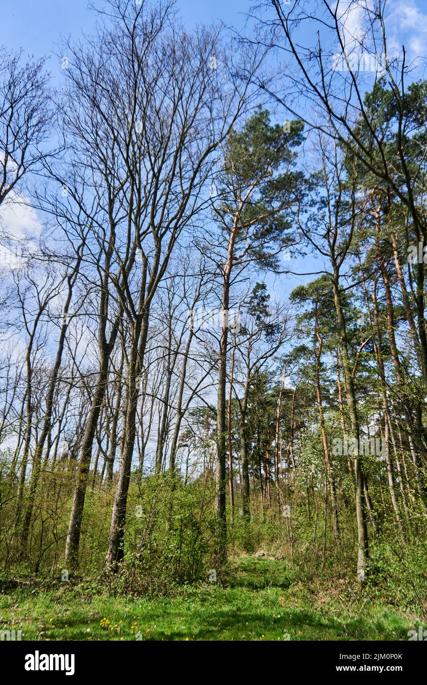 High trees hi-res stock photography and images - Alamy