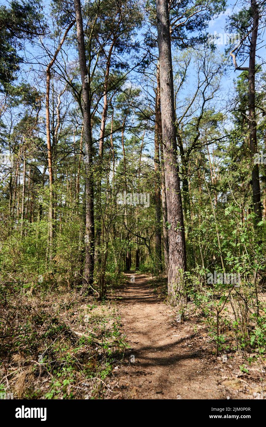 The high trees reaching the sky in the forest on a sunny day Stock ...