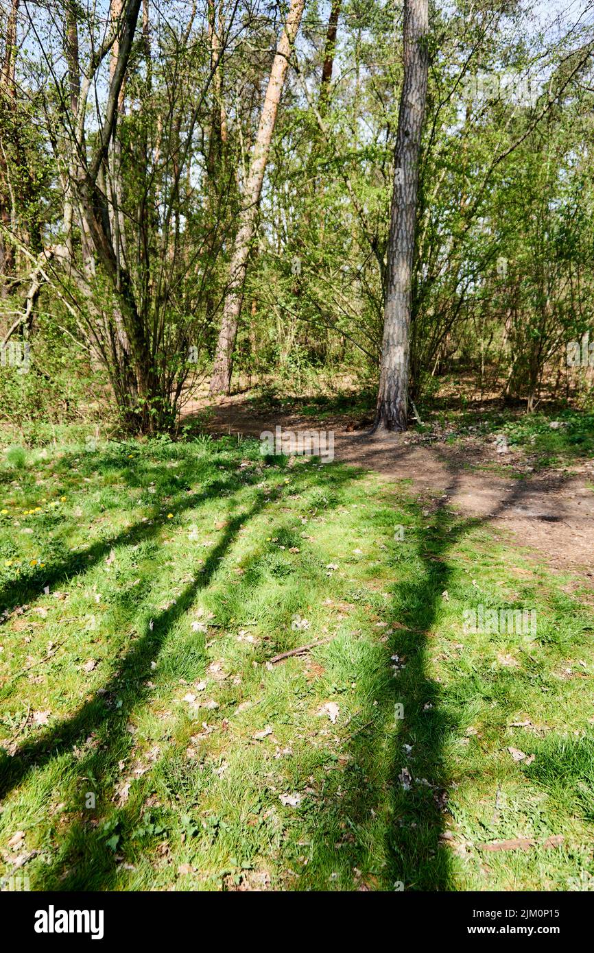 High trees hi-res stock photography and images - Alamy