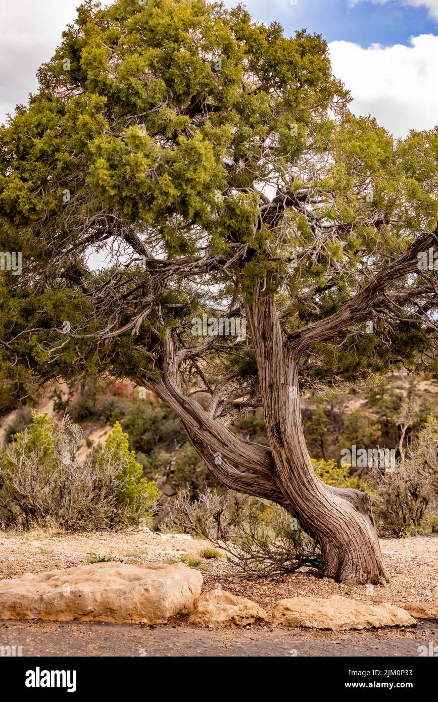 Growing coniferous juniper trees in a field Stock Photo - Alamy