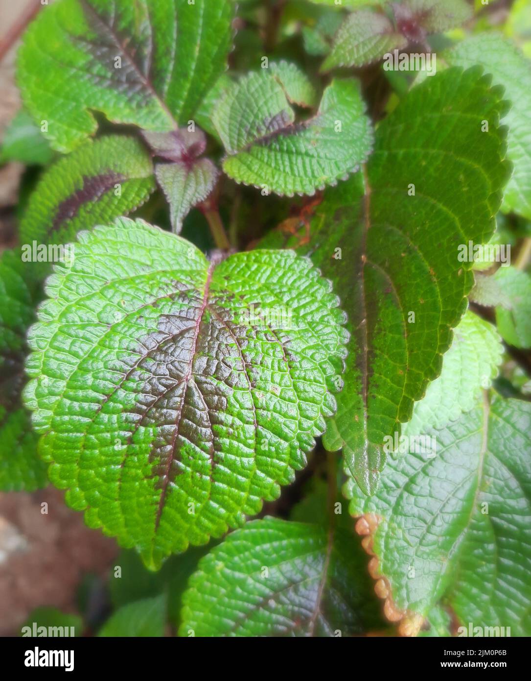 Spur plant hi-res stock photography and images - Alamy