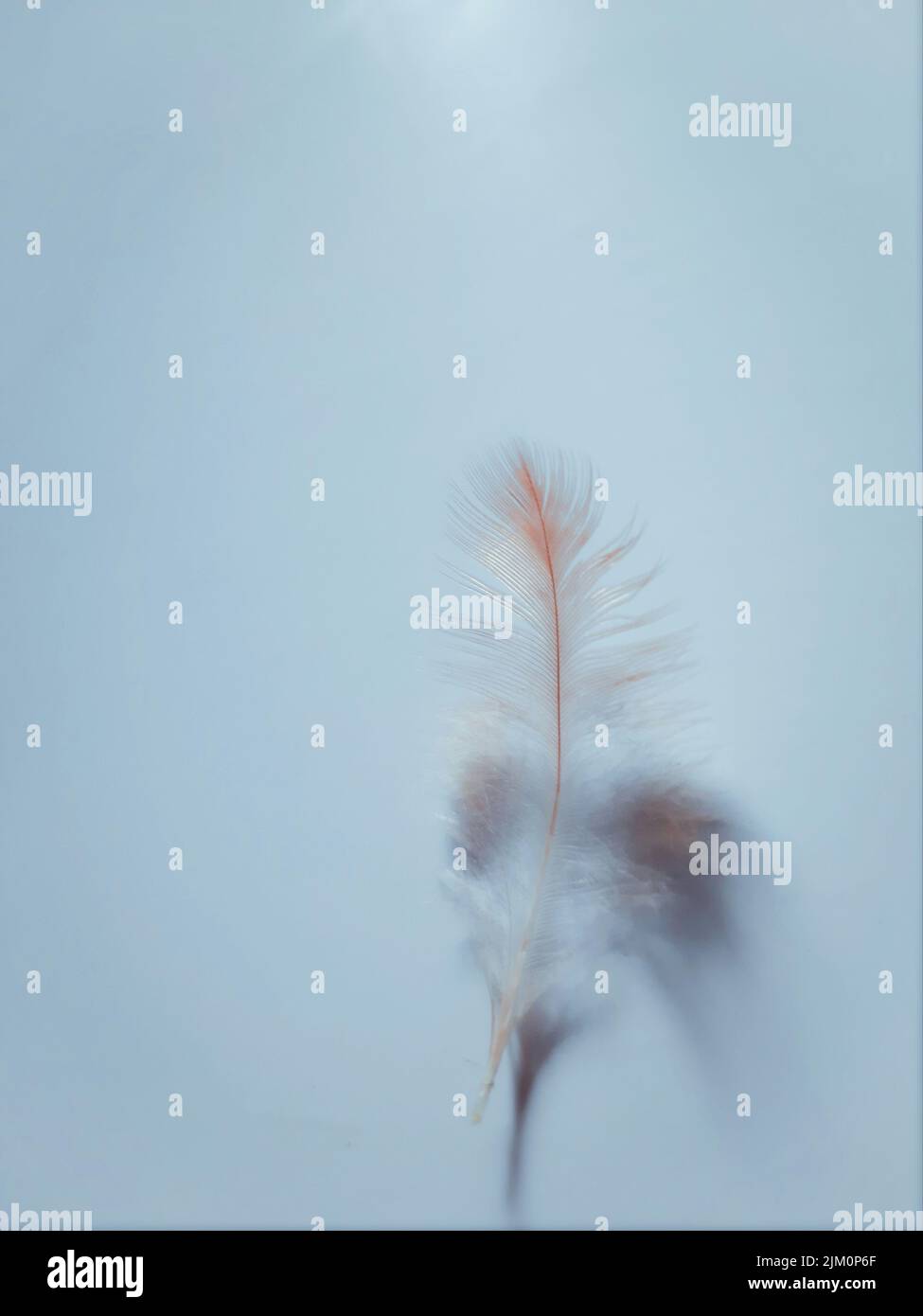 A vertical shot of a delicate feather over a light grey background ...