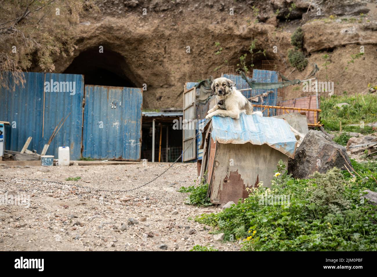 A cute dog laying on the roof of a hut Stock Photo - Alamy