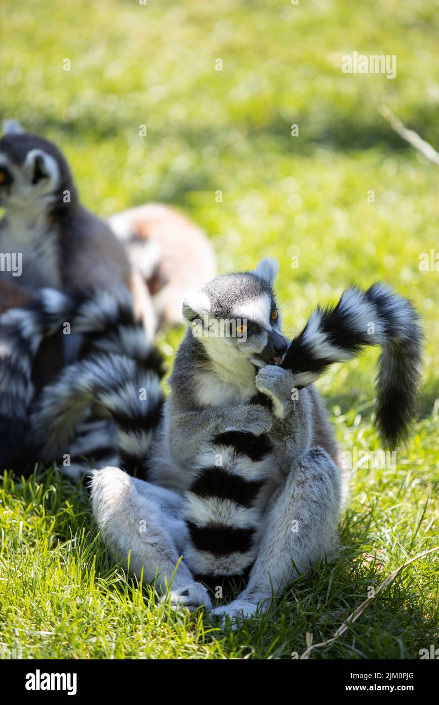 A vertical shot of a lemur hugging its tail on a field Stock Photo - Alamy