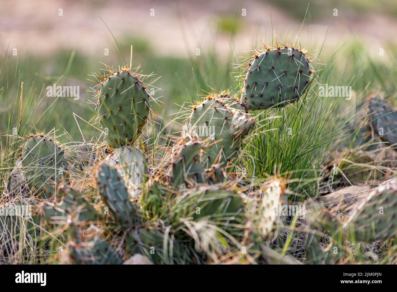 The Opuntia Ficus-Indica is also known as Prickly Pear Cactus growing ...