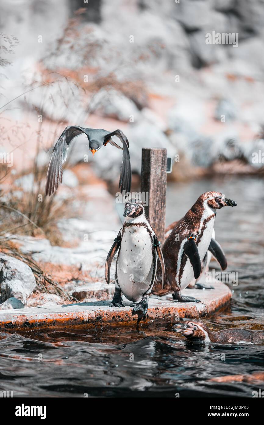 A vertical shot of cute penguins standing around and swimming with a ...