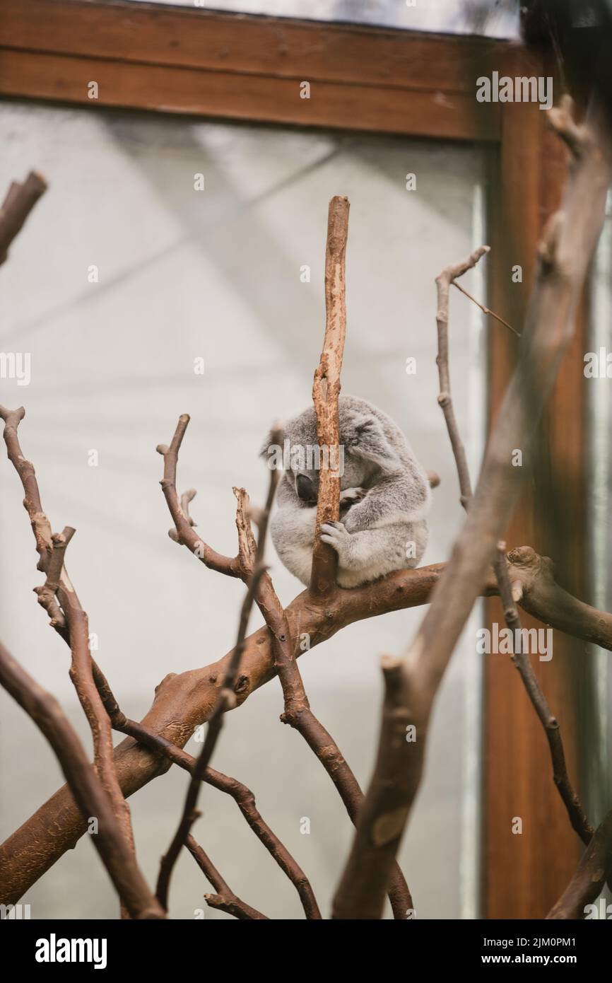 A vertical shot of a cute koala hugging a tree branch indoors with a ...