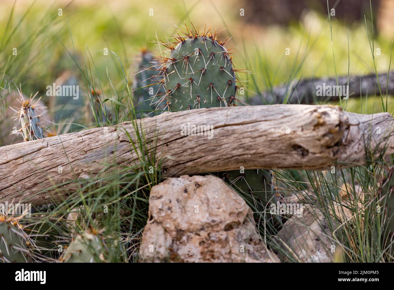 The Opuntia Ficus-Indica is also known as Prickly Pear Cactus growing ...