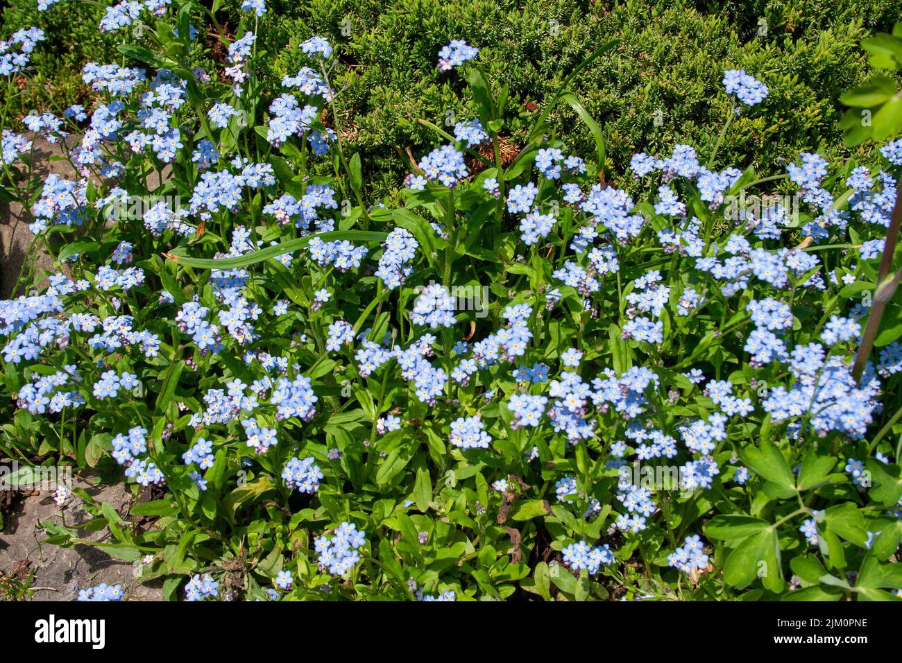 The Myosotis sylvatica, the wood forget-me-not flowers in the garden ...