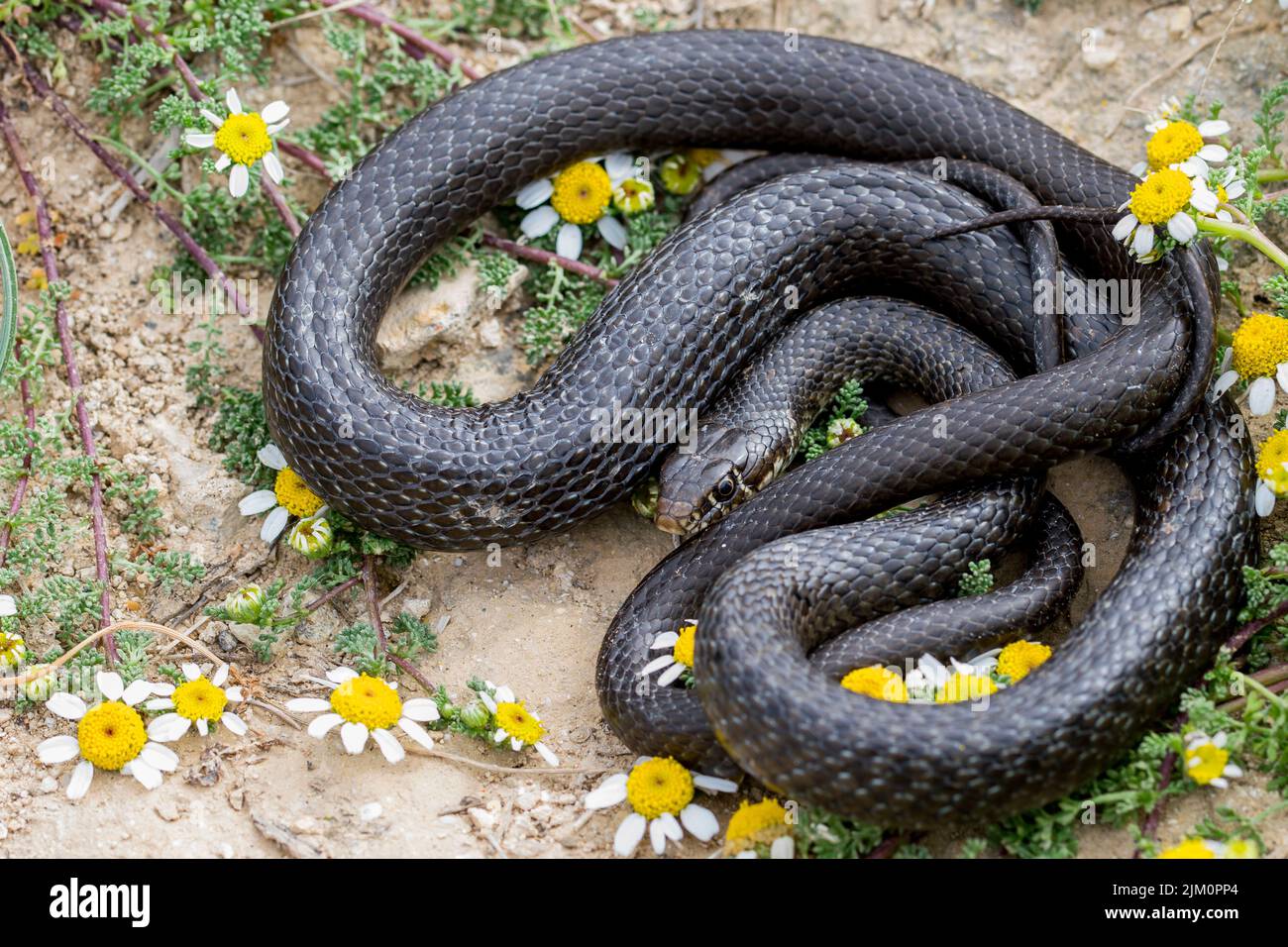 Black western whip snake, Hierophis viridiflavus, curled up and basking ...