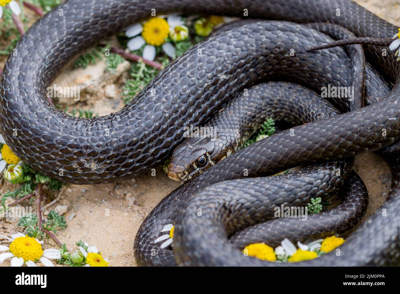 Black whipsnake hi-res stock photography and images - Alamy