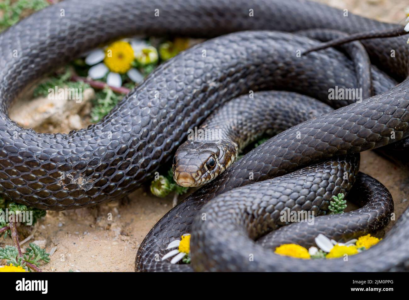 Black whipsnake hi-res stock photography and images - Alamy