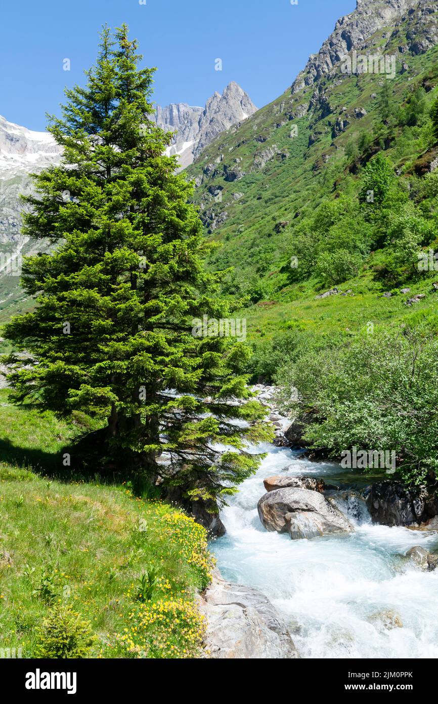 Landscape with snowy Alps mountains in Switzerland, blooming meadows ...