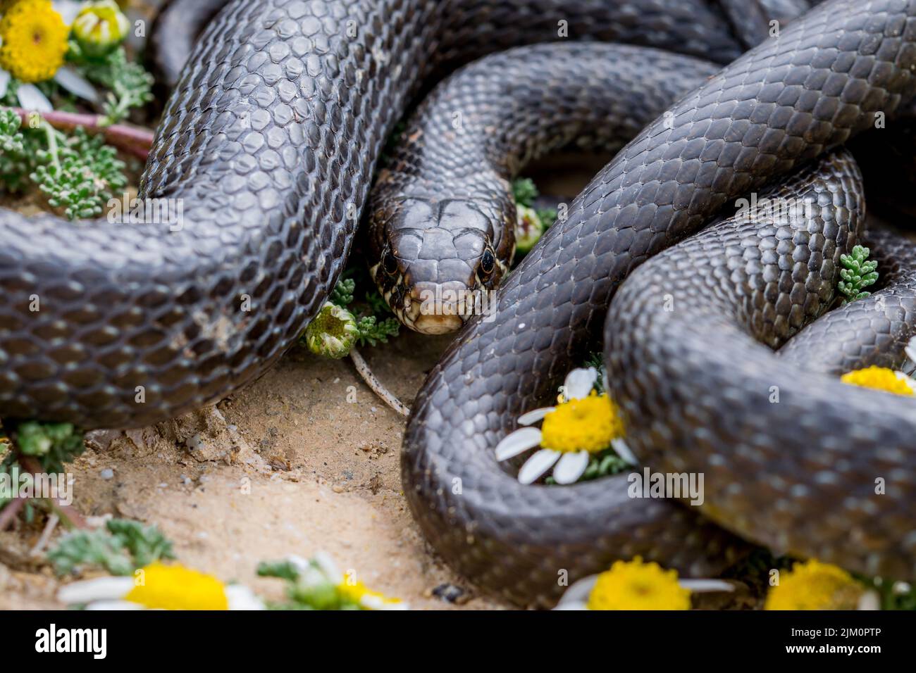 Black whipsnake hi-res stock photography and images - Alamy