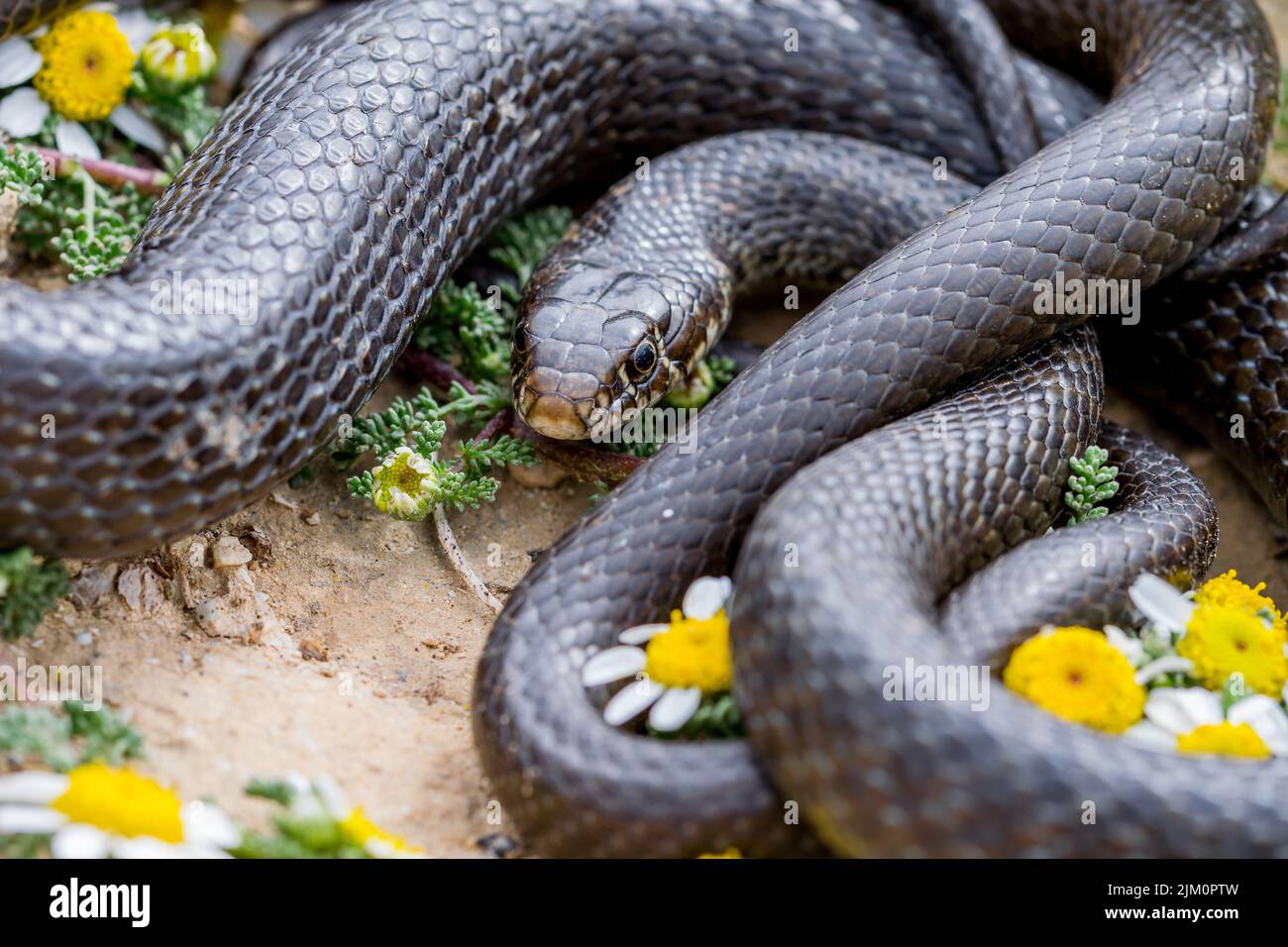 Black whipsnake hi-res stock photography and images - Alamy