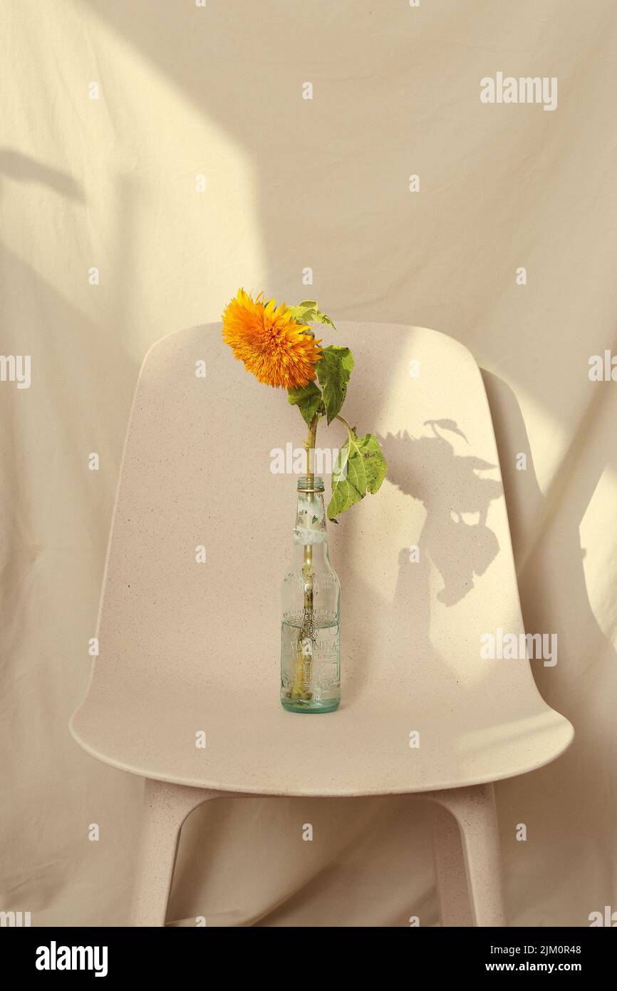 Terry sunflower hi-res stock photography and images - Alamy