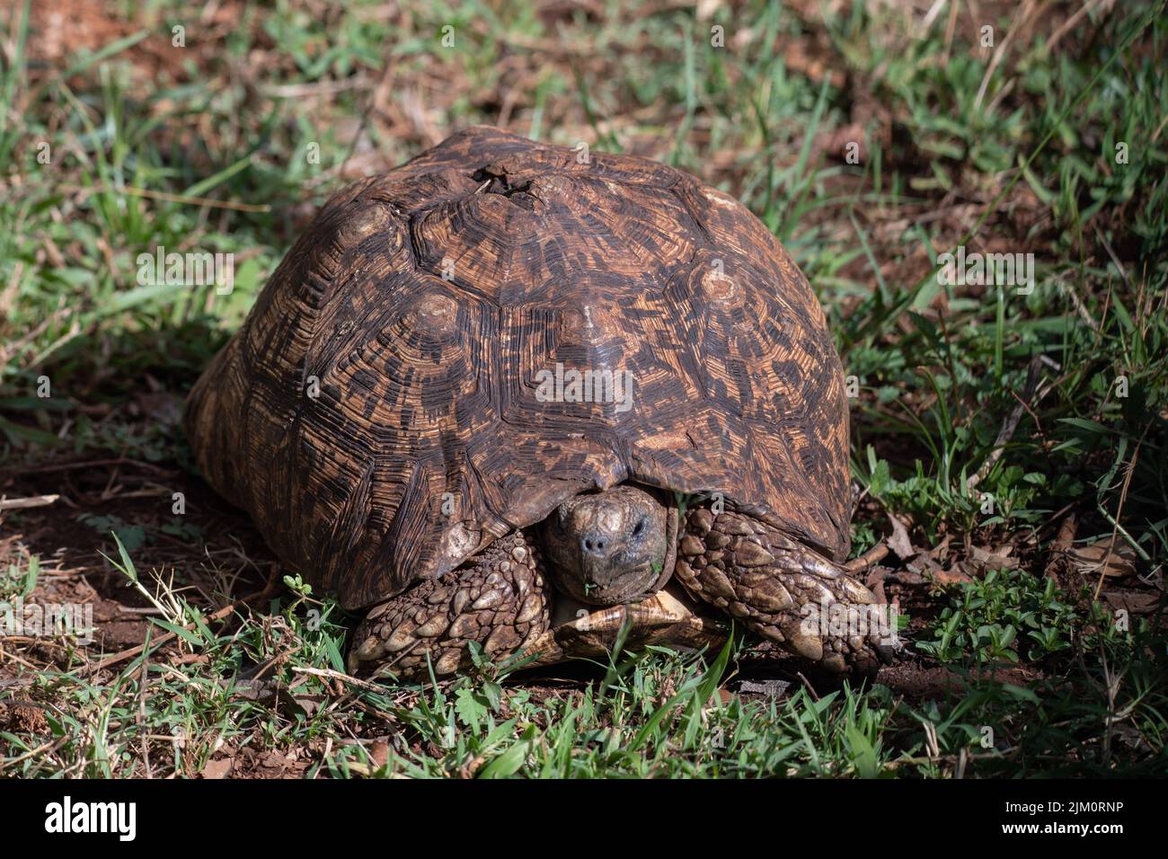 Nairobi kenya turtle hi-res stock photography and images - Alamy