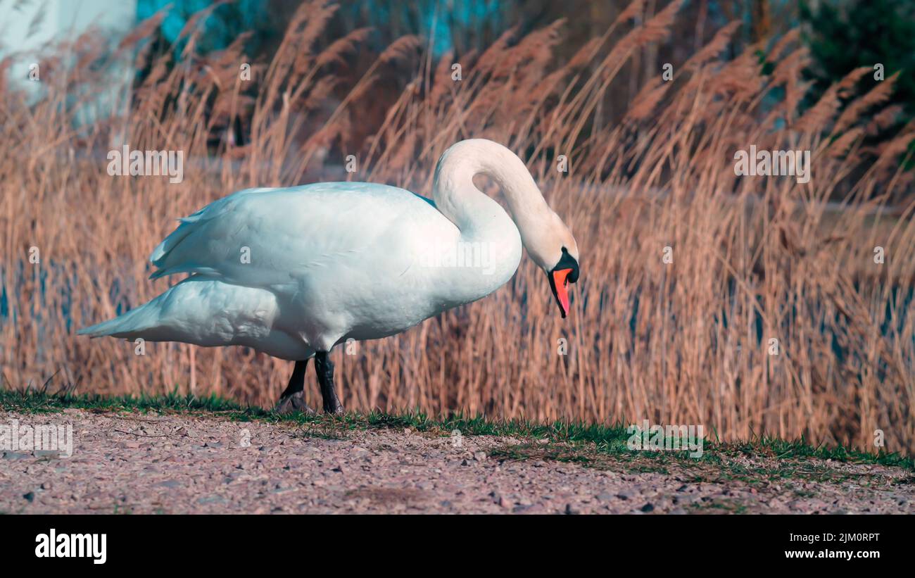 A closeup of a cute white swan walking on the ground surrounded by tall ...