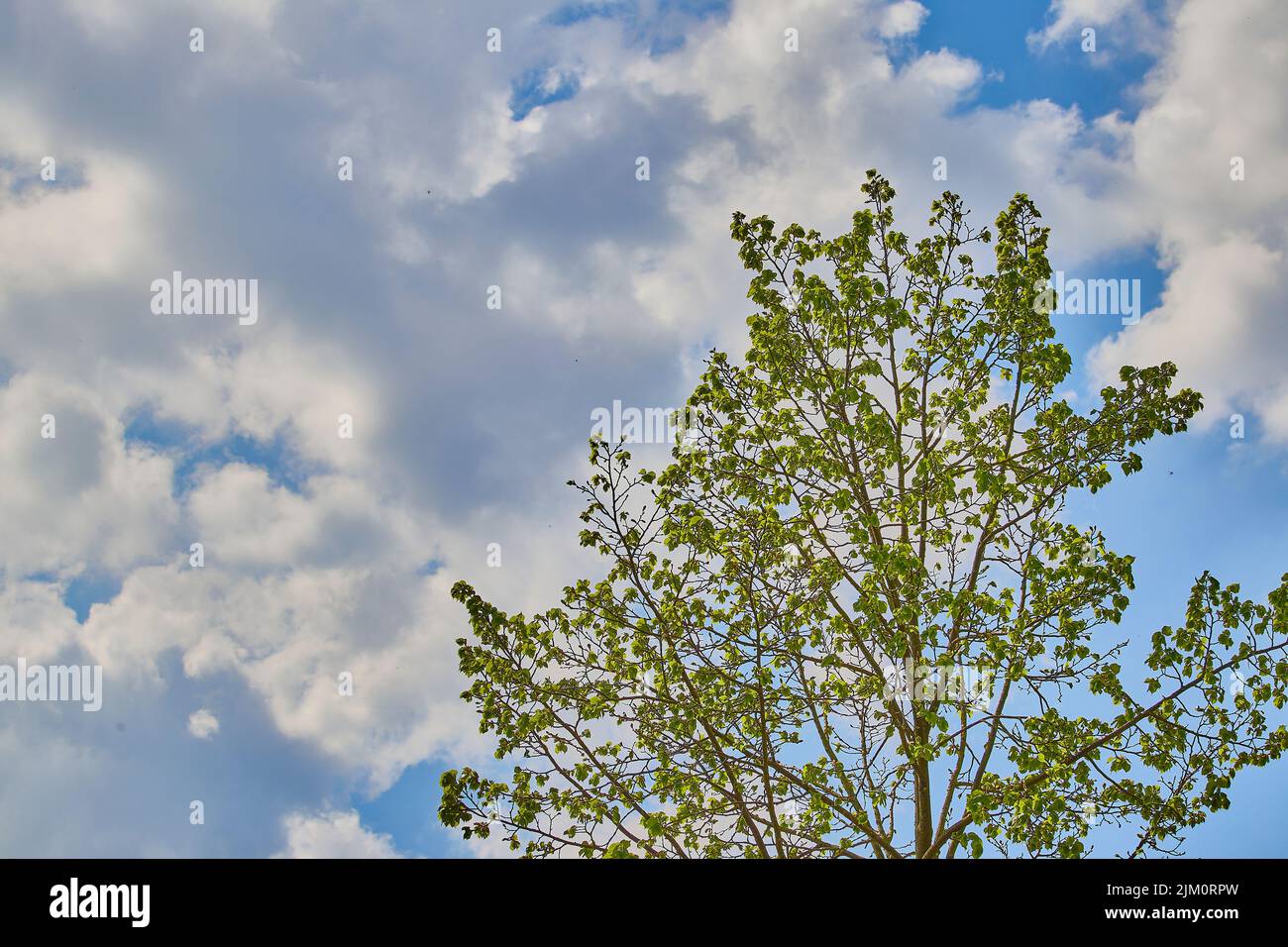 Sky high tree hi-res stock photography and images - Alamy