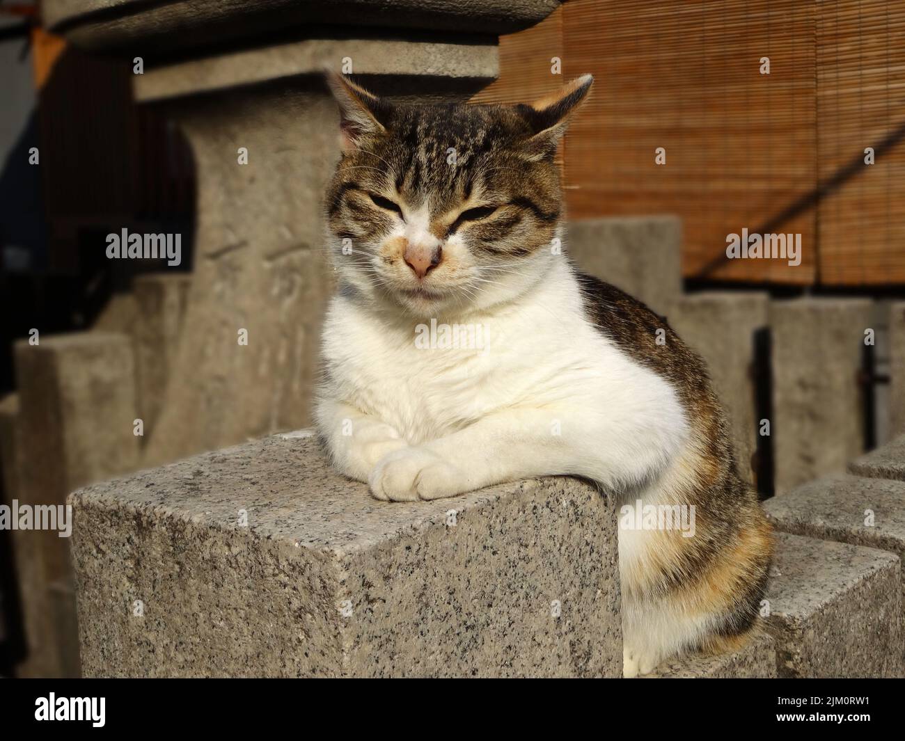 A colorful cat sits comfortably on a stone at a shrine in Osaka Stock ...