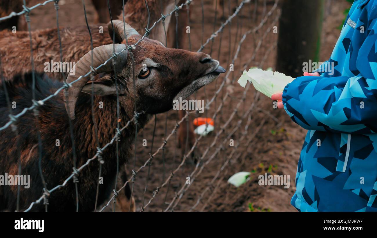 A closeup of a cute brown Mouflon being fed cabbage by a kid through a ...