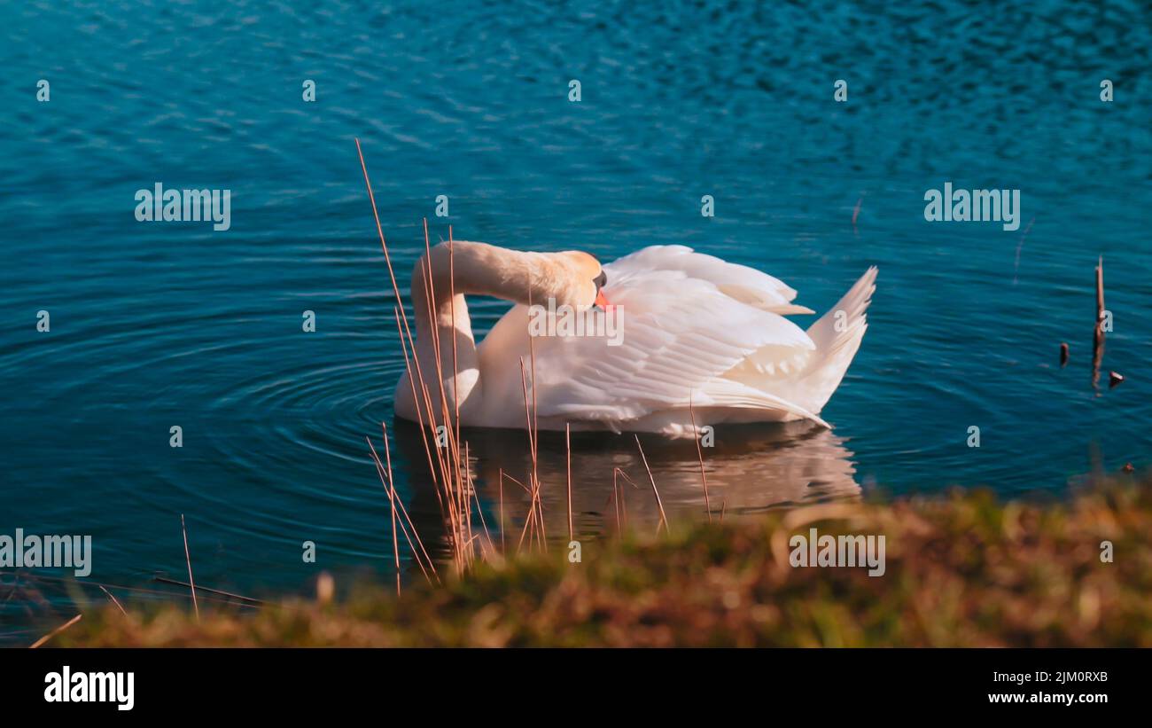A closeup of a cute white swan scratching its wing while floating in a ...