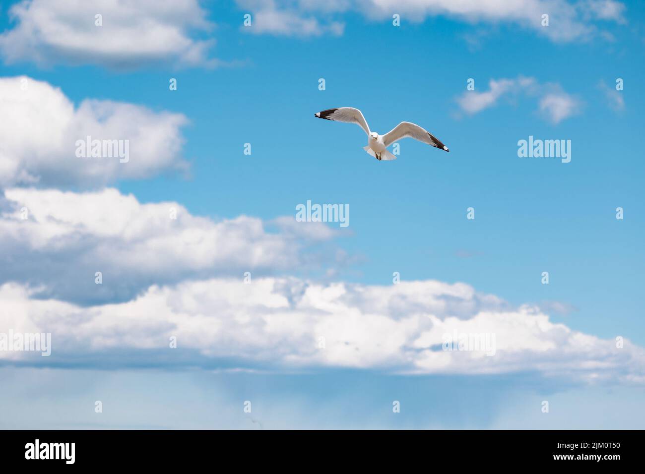 A bright summer day with a seagull spreading its wings and soaring ...