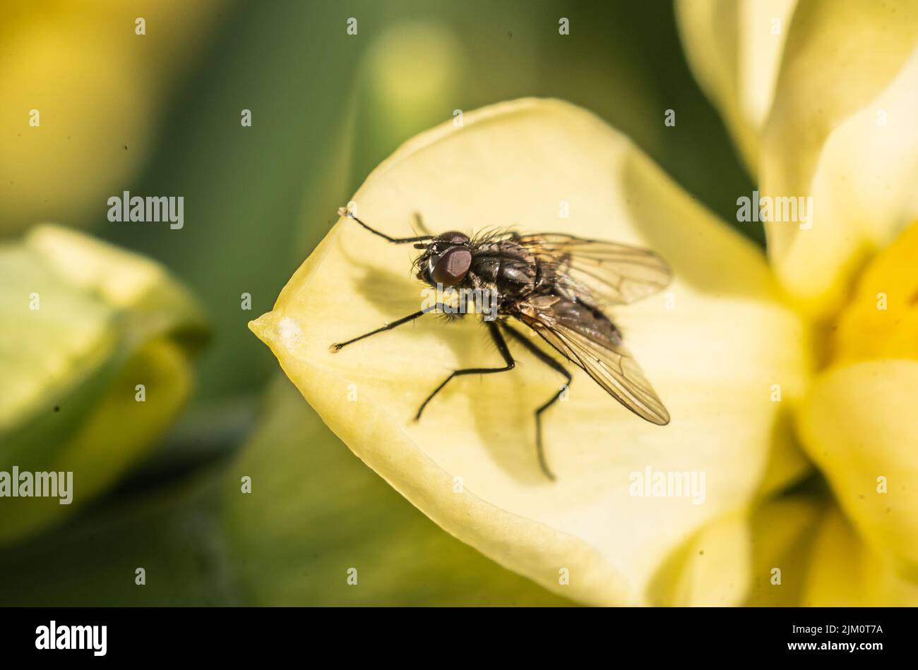 Insect petal closeup hi-res stock photography and images - Alamy