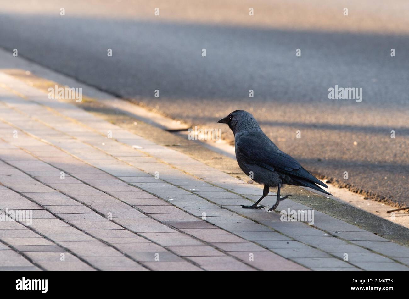 A closeup of a cute small raven walking on the pavement with sun rays ...