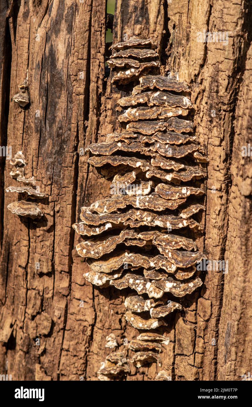 A vertical closeup of lichens on a tree bark Stock Photo - Alamy