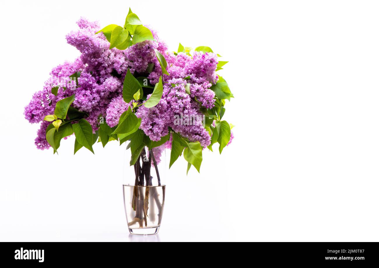 Beautiful spring bouquet of purple lilacs in a transparent glass vase ...