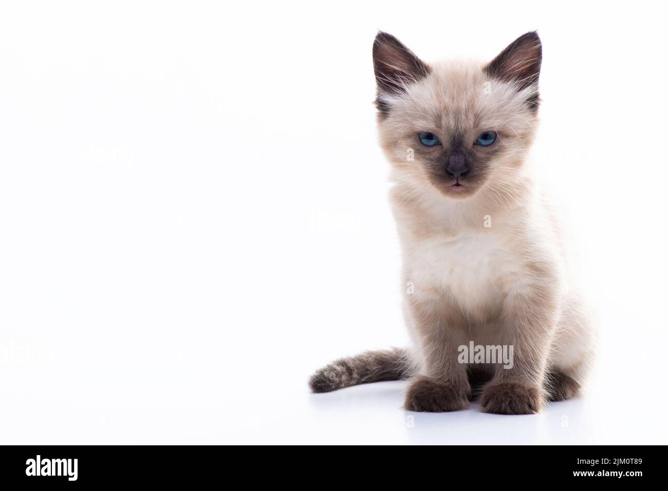 A small Siamese kitten with blue eyes sits calmly isolated on a white ...