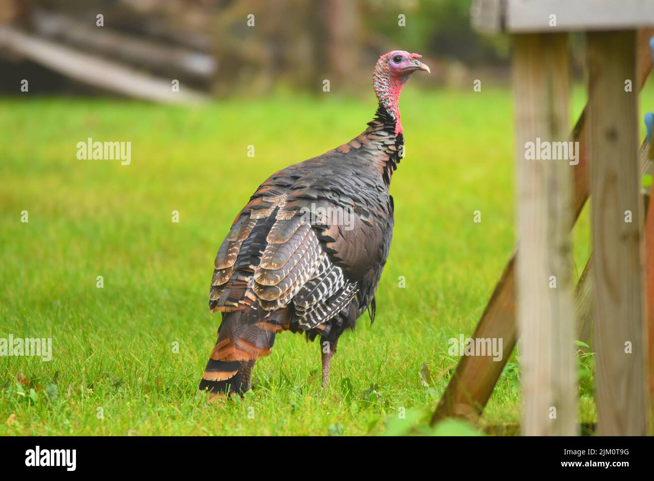 A closeup of a wild turkey on a green grass Stock Photo - Alamy