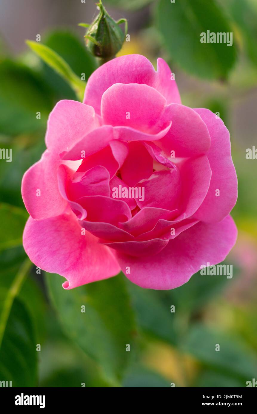 A vertical selective focus shot of a pink rose in a garden Stock Photo ...