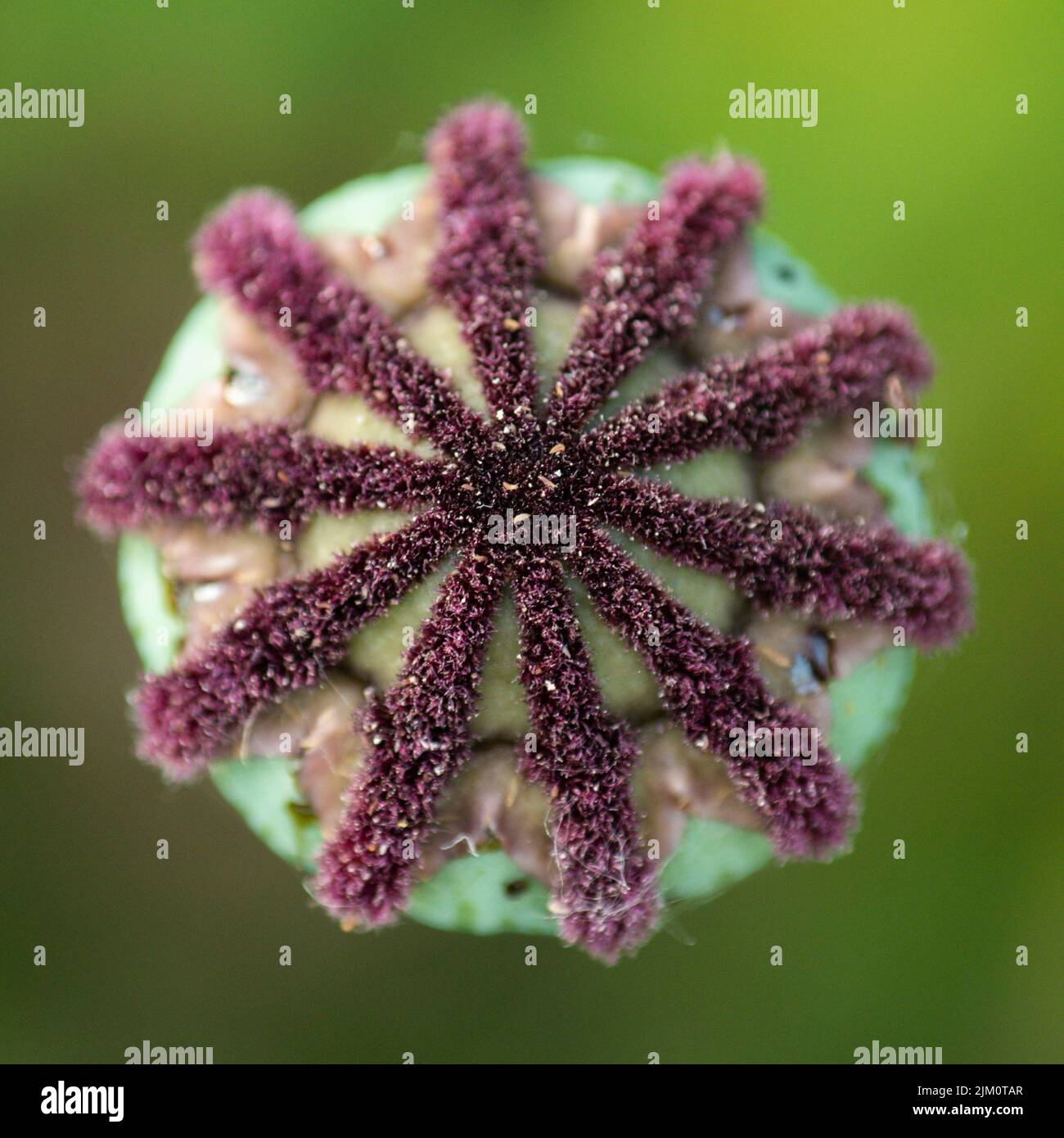 Closeup of seed pod hi-res stock photography and images - Alamy