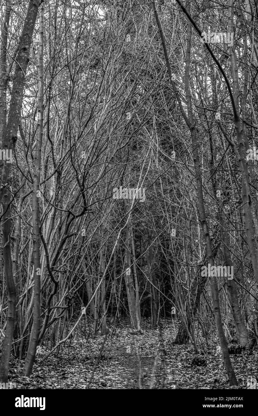 Creepy forest hi-res stock photography and images - Alamy