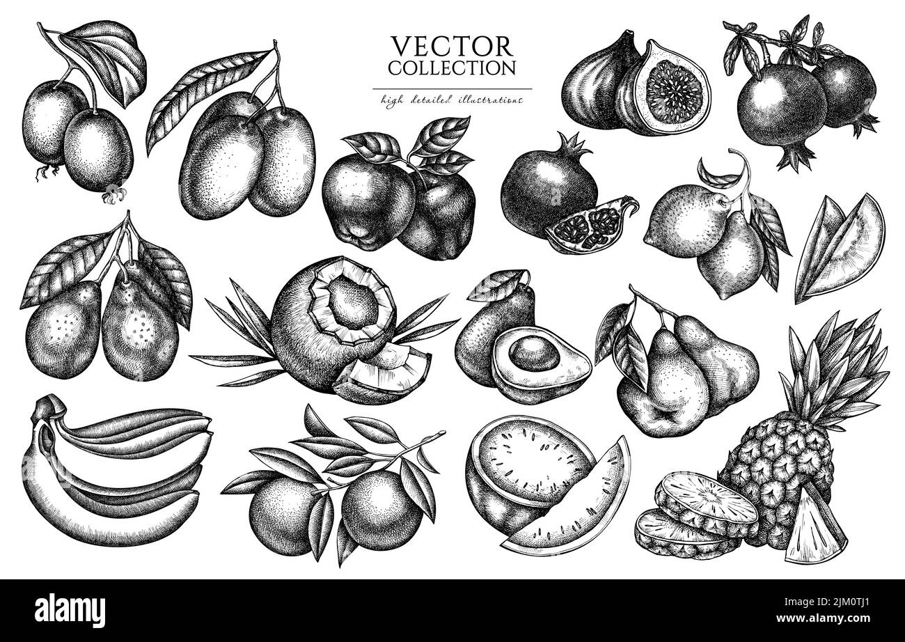 Fruits vintage illustrations collection. Hand drawn logo designs with bananas, pears, kiwi etc ...