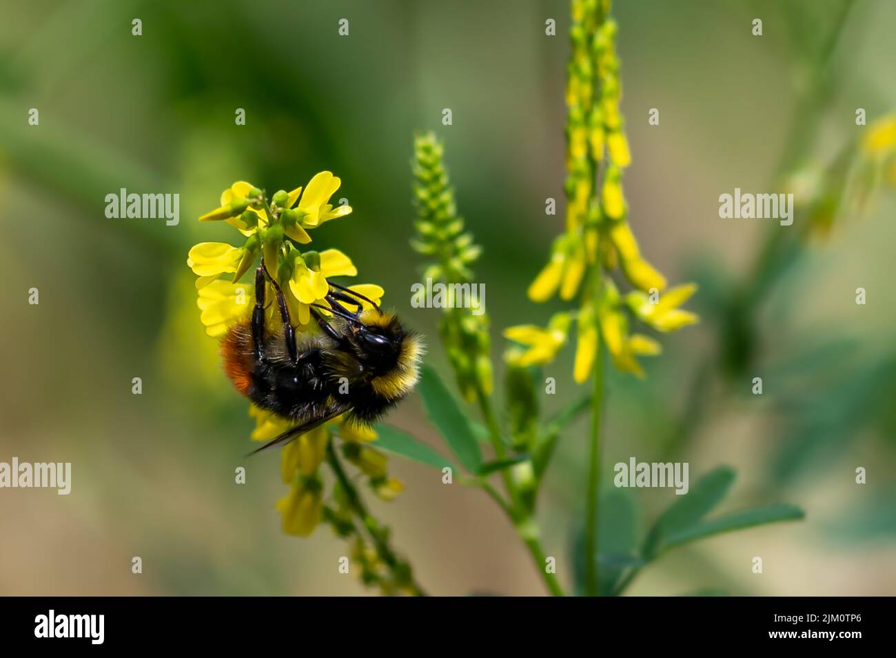 Red tailed bumblebee, bombus lapidarius, collecting pollen from yellow ...