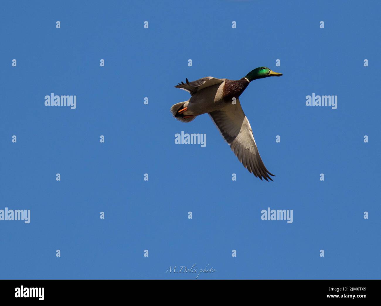 A mallard duck flying on a blue sky background Stock Photo - Alamy