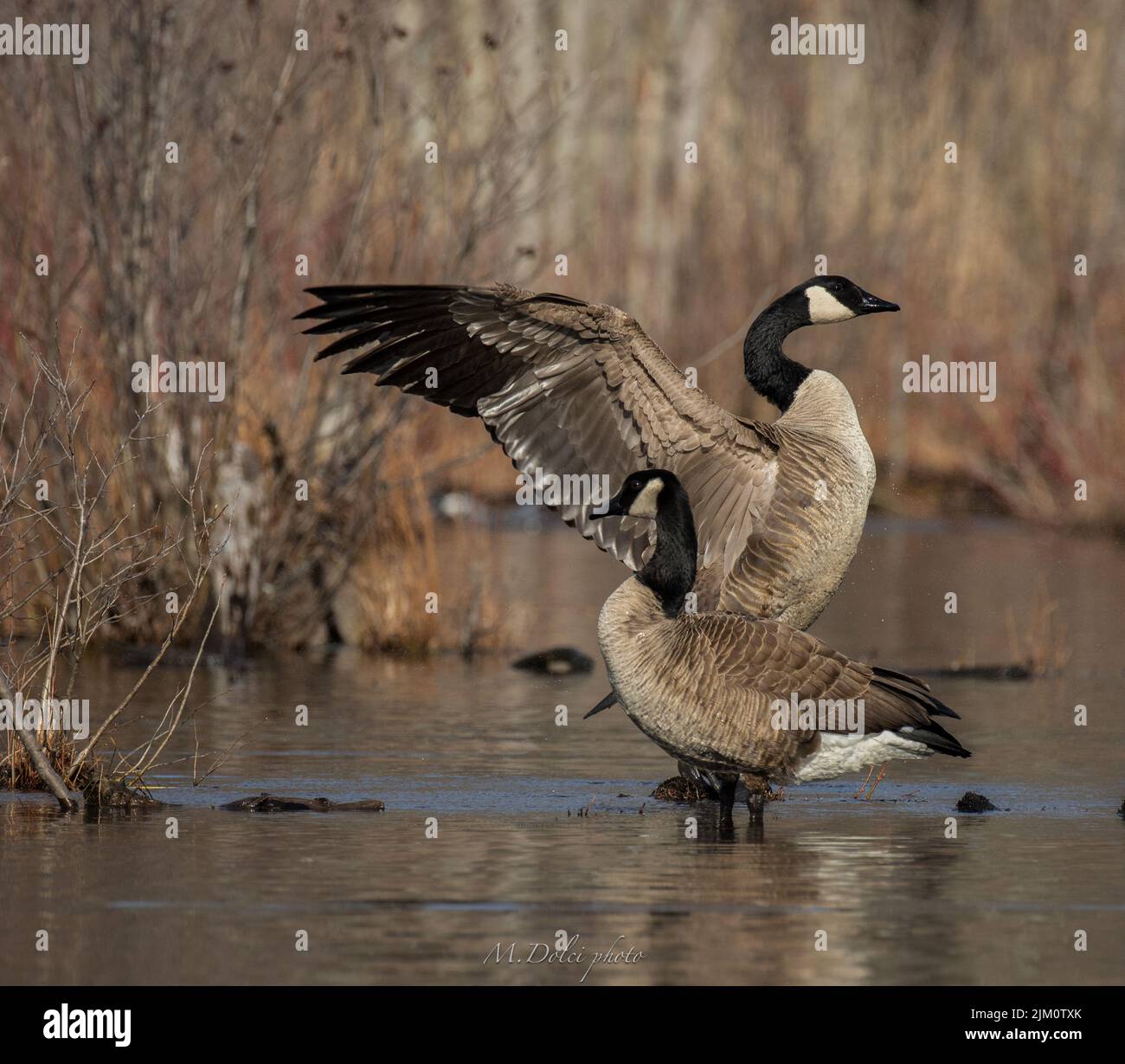 Geese swimming in park lake hi-res stock photography and images - Alamy