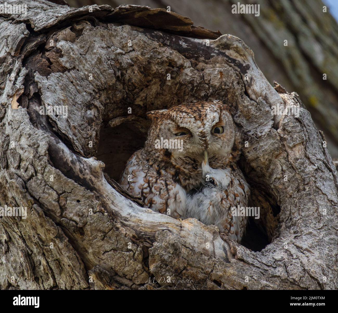 Owl hollow tree hi-res stock photography and images - Alamy