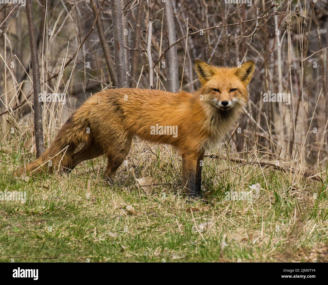 Red fox in wilderness hi-res stock photography and images - Alamy