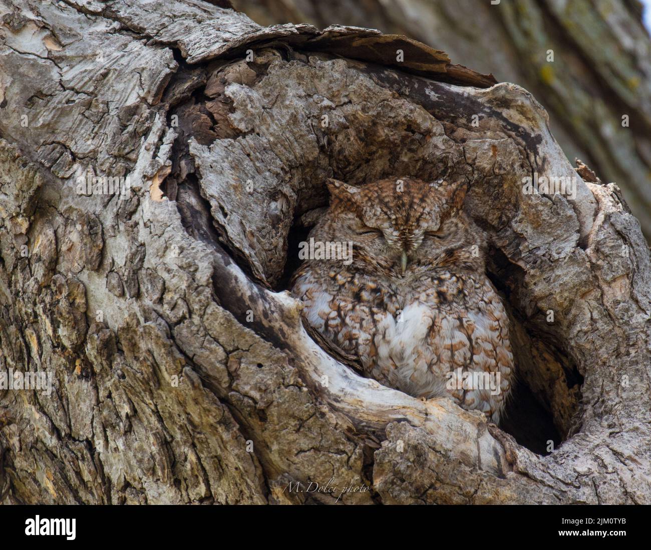 An owl in an old tree hollow Stock Photo - Alamy