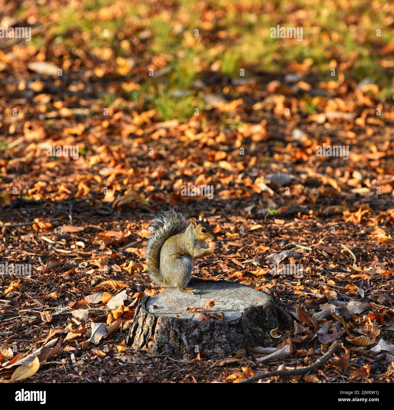 Squirrel in autumn foliage hi-res stock photography and images - Alamy