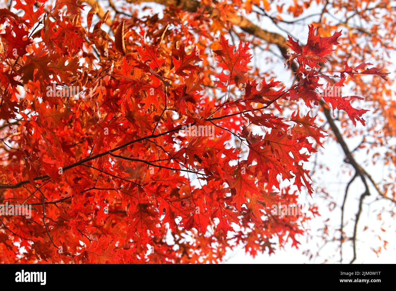Beautiful red maple trees hi-res stock photography and images - Alamy